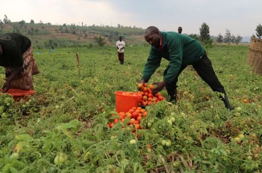 tomato farmers - TVC News tomato farmers - TVC News