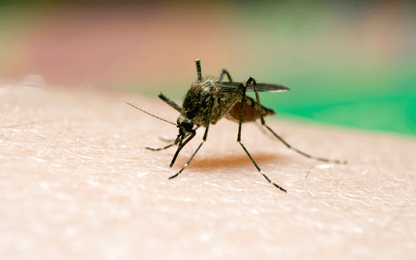 Experts warn of increase in risk of mosquito borne diseases due to climate change – Trending News