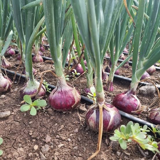 Price Crash Forces Jigawa Wheat Farmers to Switch to Onion Farming ...